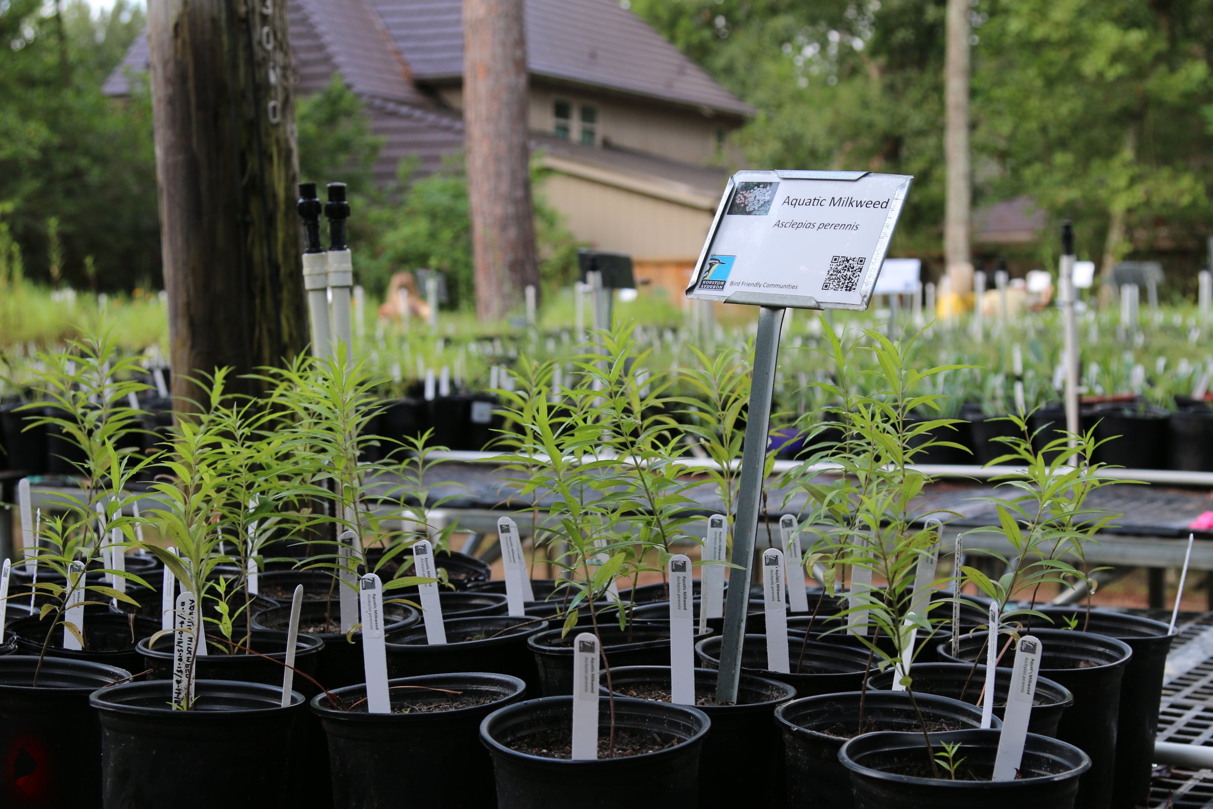 "Real-Deal" Native Plants From Houston Audubon